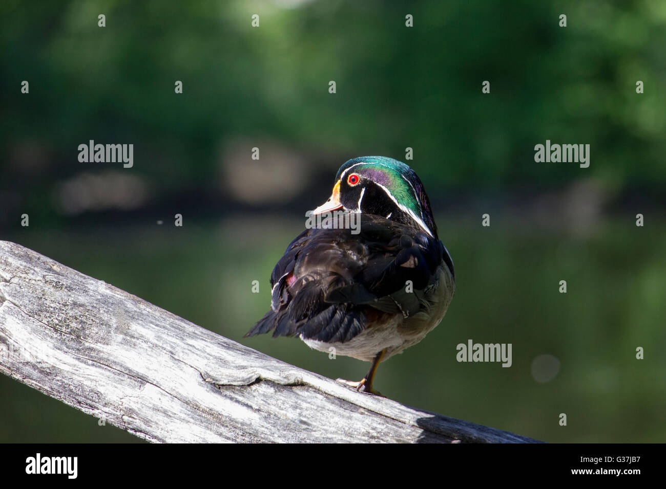 Perching wood duck Stock Photo - Alamy