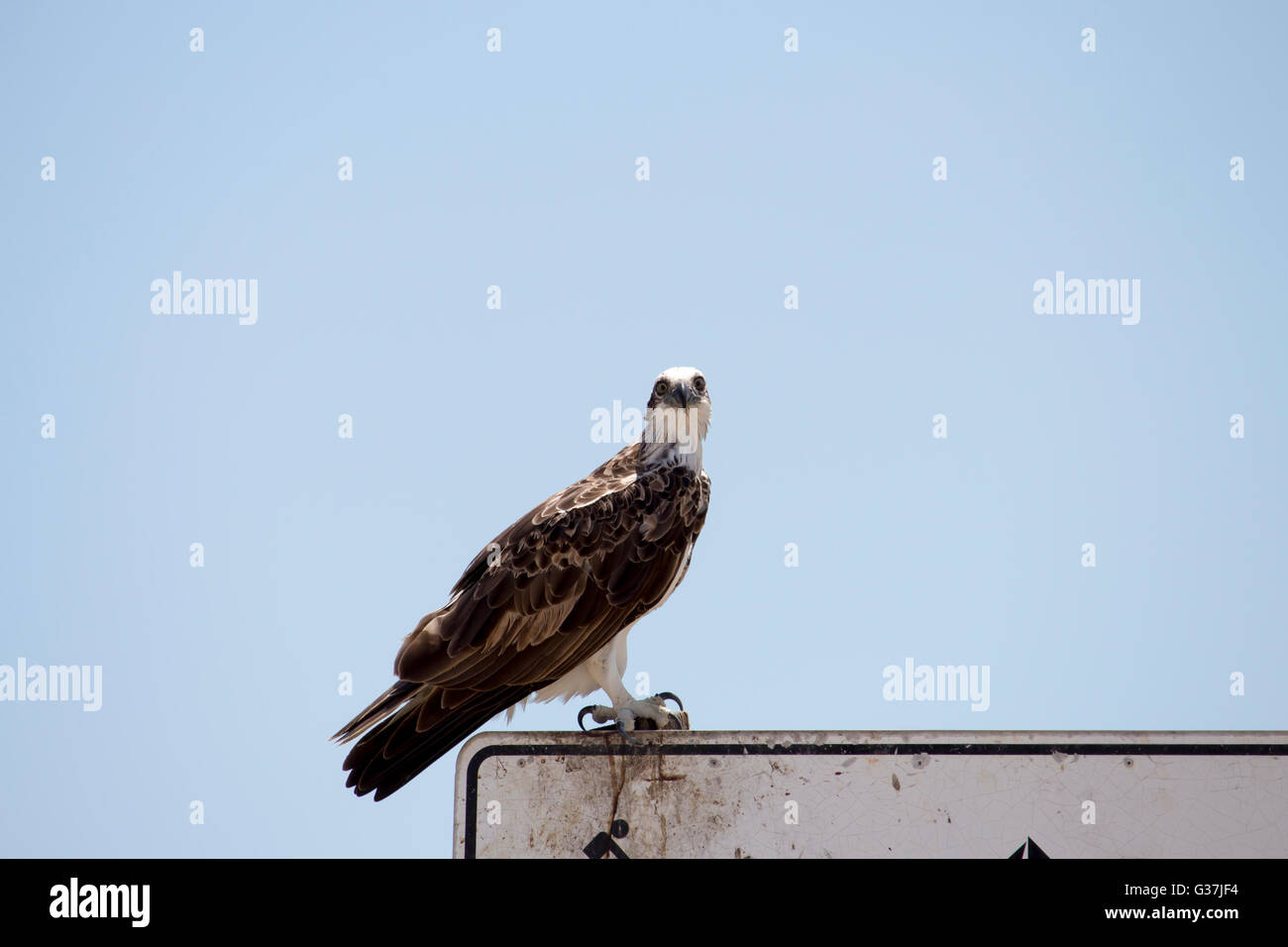 An osprey or fish eagle, sea hawk, river hawk, fish hawk a diurnal ...