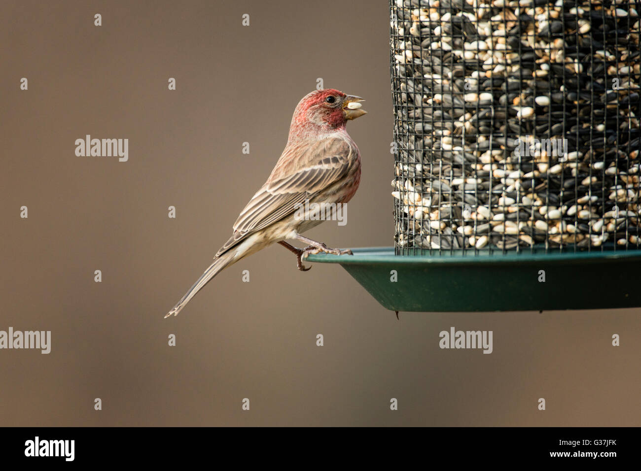 Male House Finch perched on seed feeder Stock Photo - Alamy