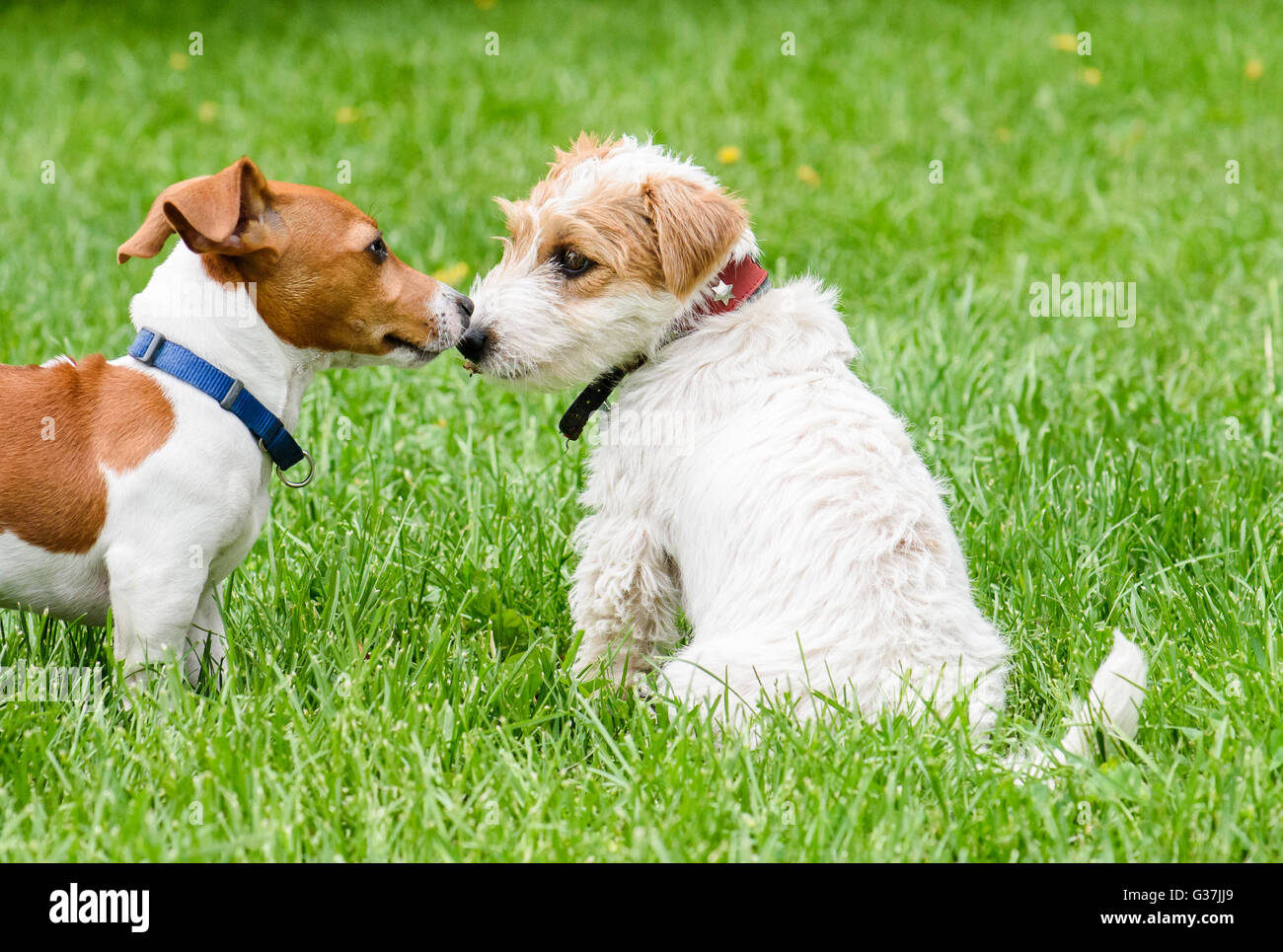 Tranquil scene with two cute dogs looking each other Stock Photo - Alamy
