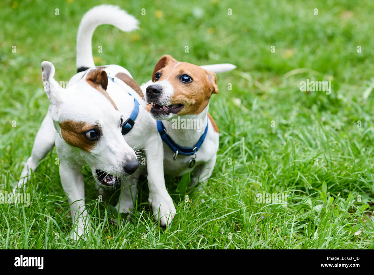 Two dogs on grass hi-res stock photography and images - Alamy