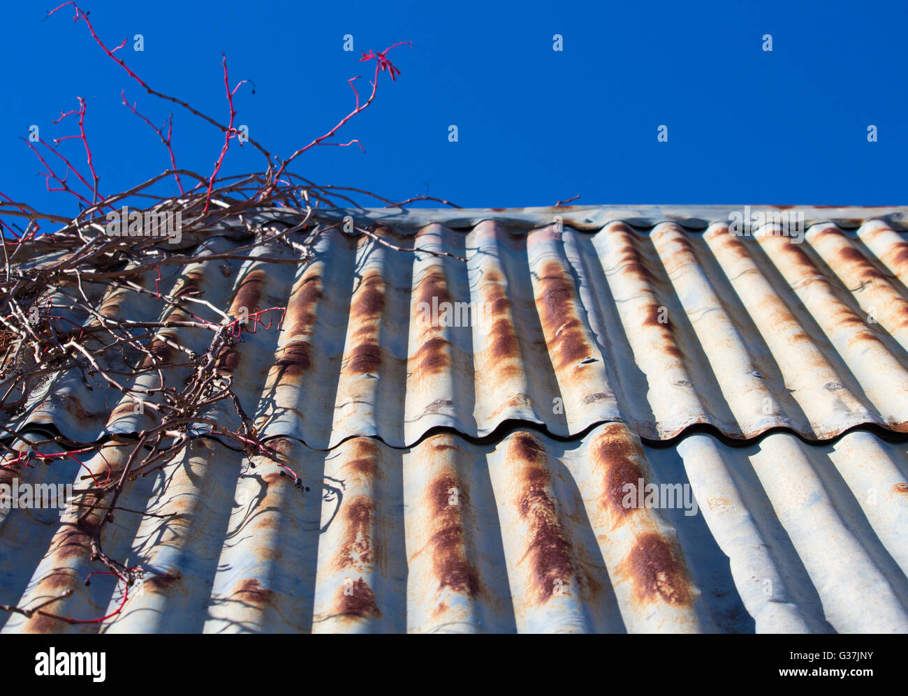 Old corroded rusted metal corrugated iron roof of an old shed with ...