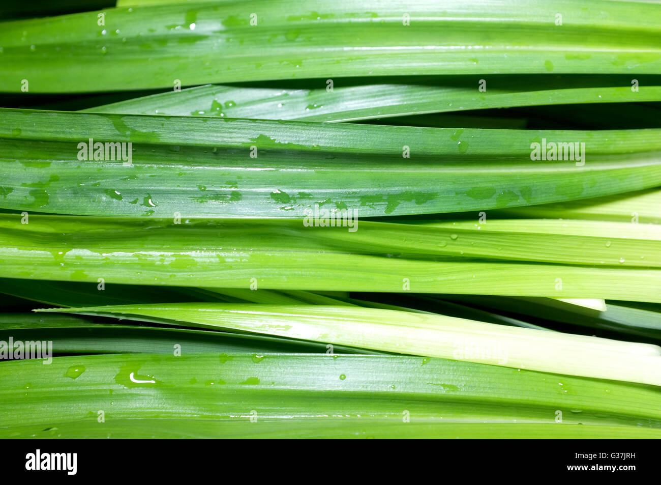 Green fresh pandan leaves Stock Photo - Alamy
