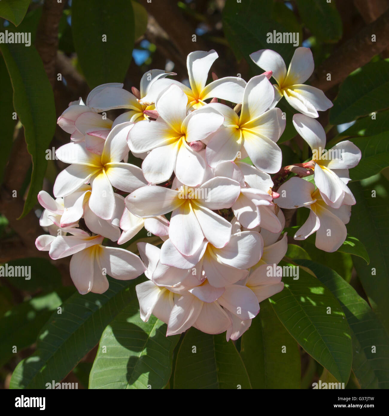 Frangipanni Stock Photos & Frangipanni Stock Images - Alamy