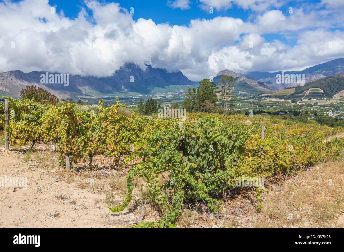 The Cape Winelands region is the premier wine producing area of South ...