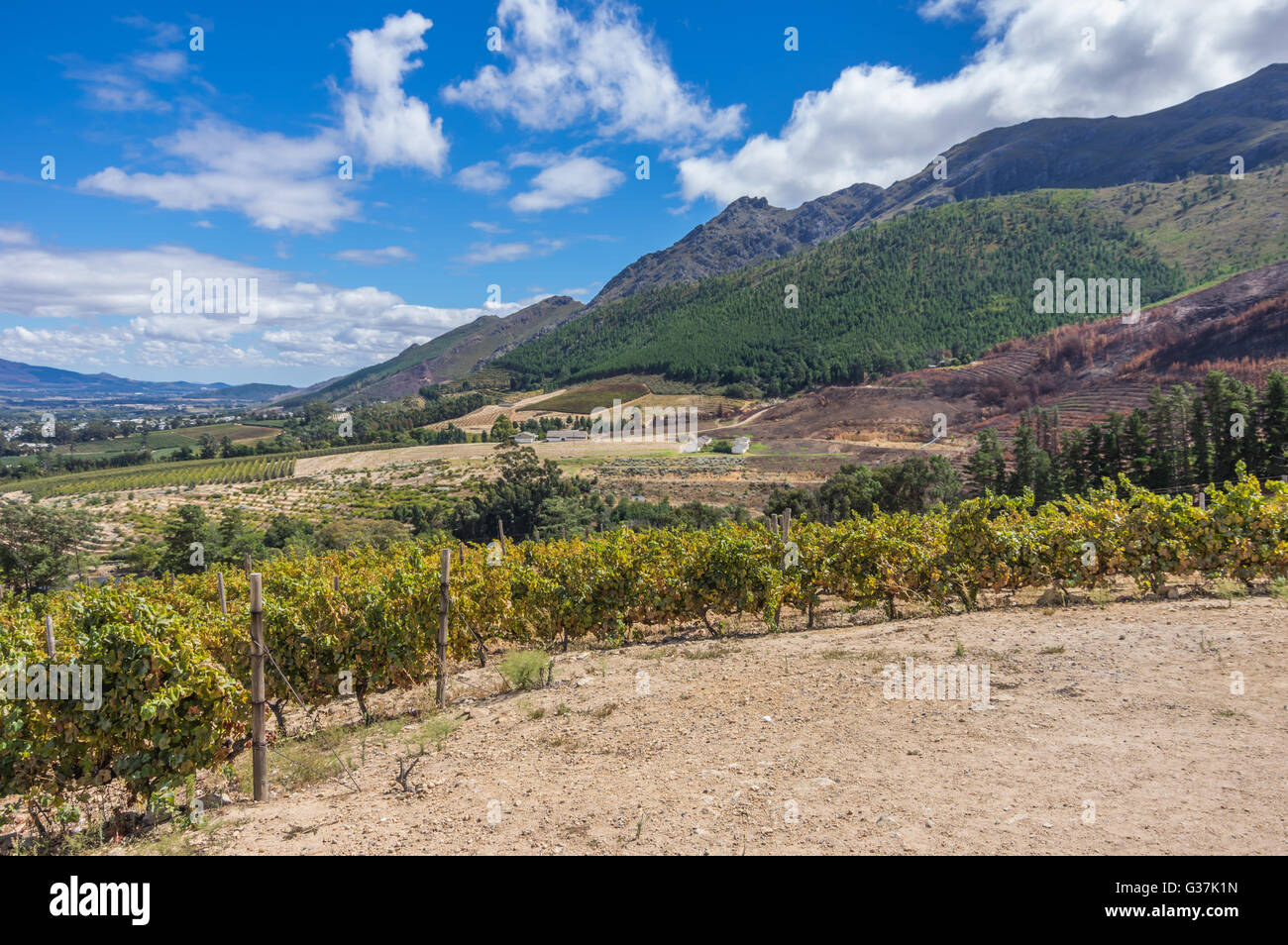 The Cape Winelands region is the premier wine producing area of South ...