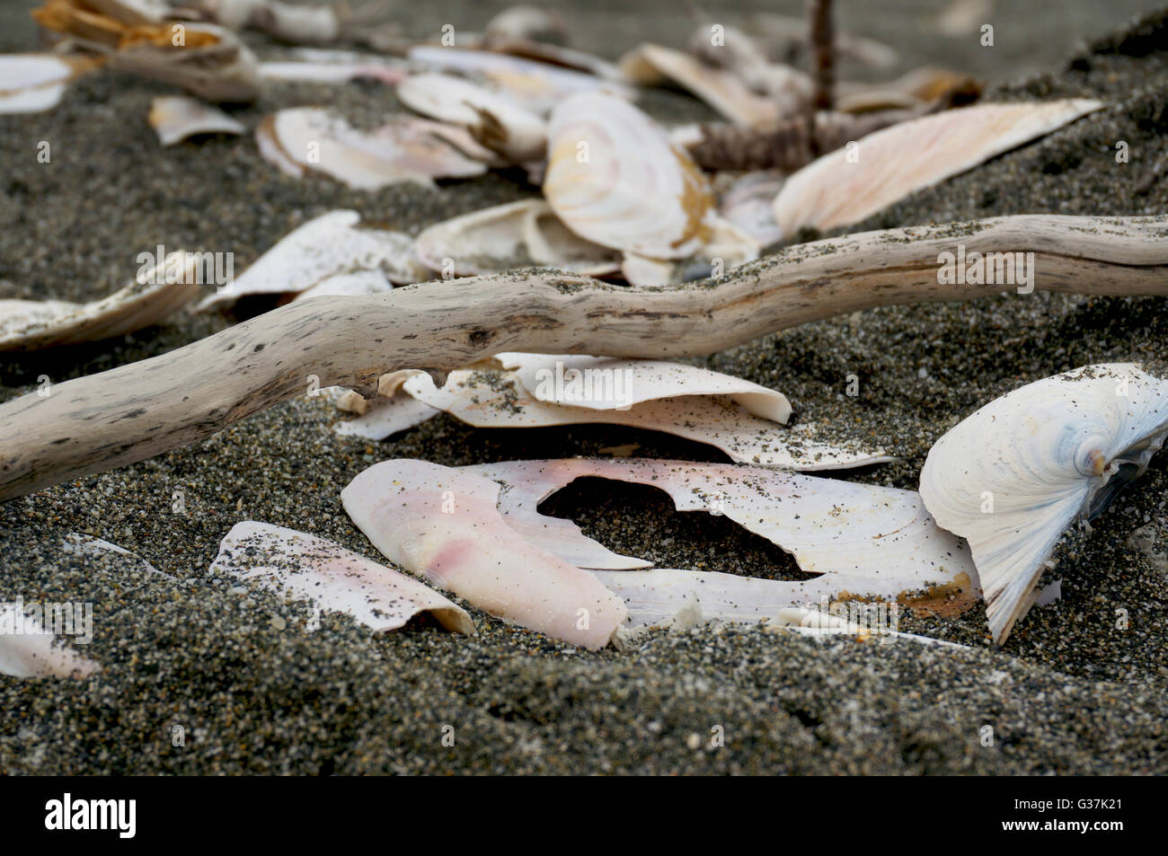 Driftwood and sea shells on the beach Stock Photo - Alamy