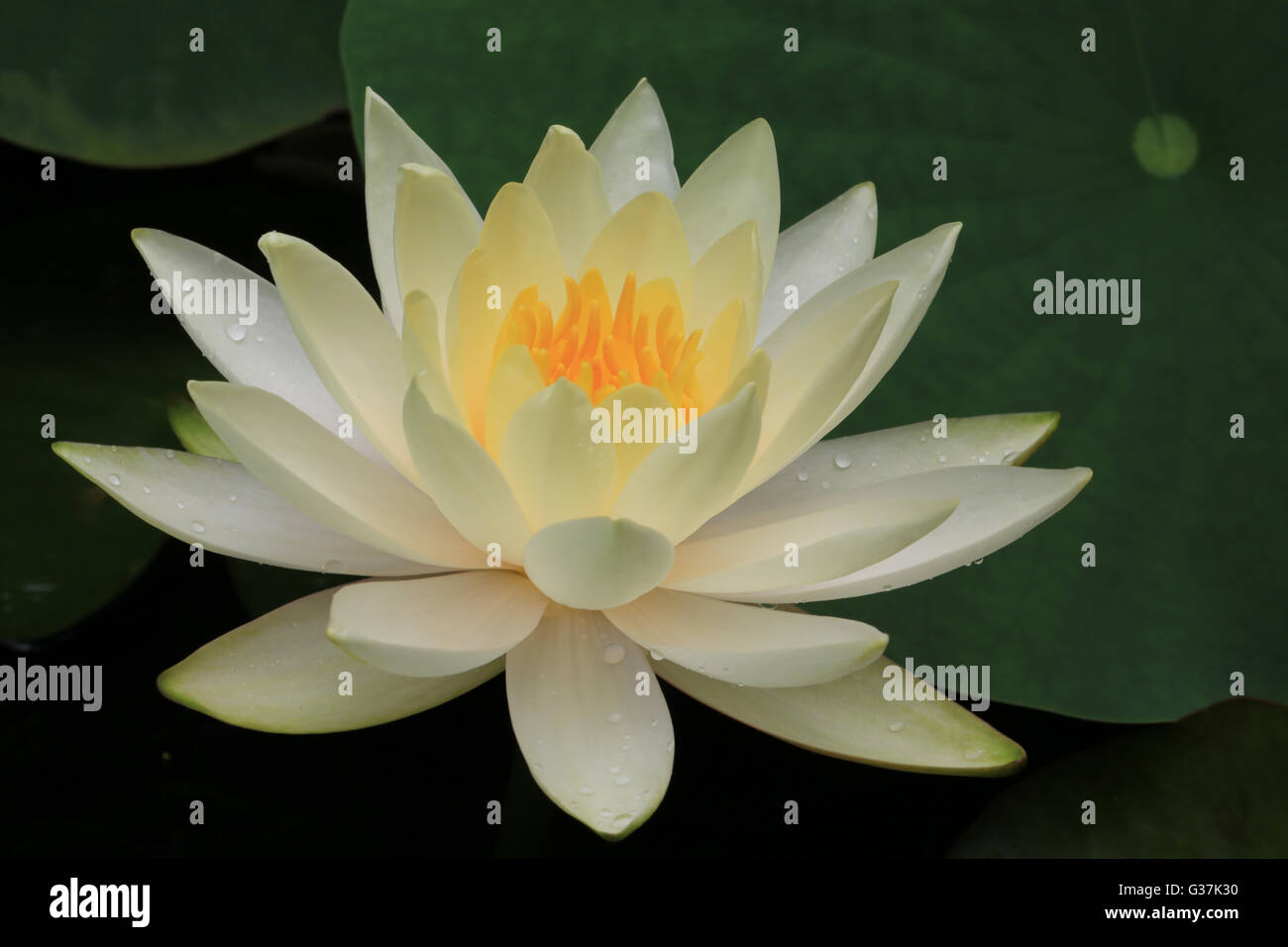 Yellow Water Lily Flower, macro Stock Photo - Alamy