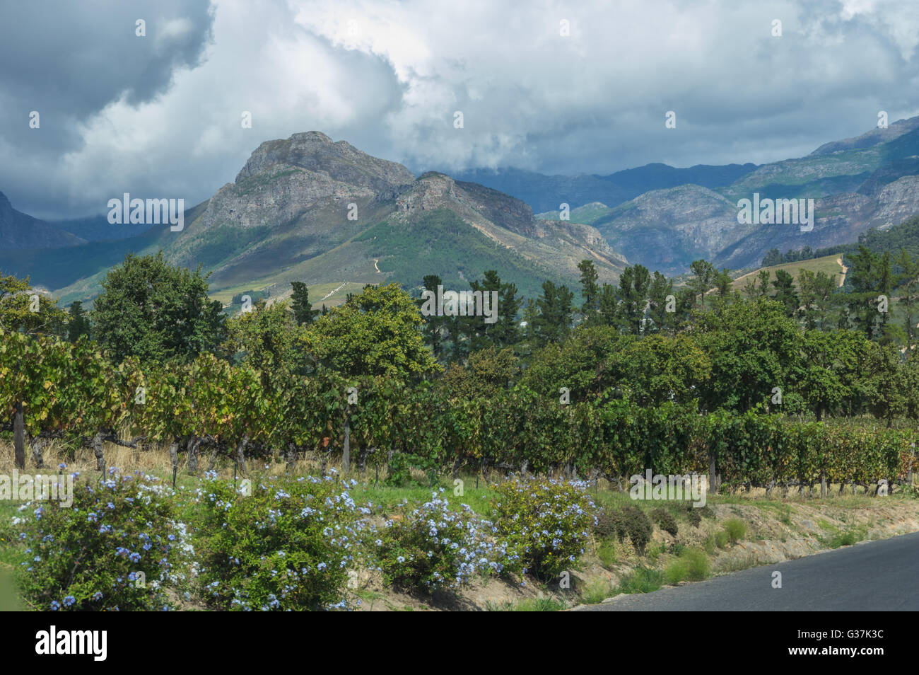 The Cape Winelands region is the premier wine producing area of South ...