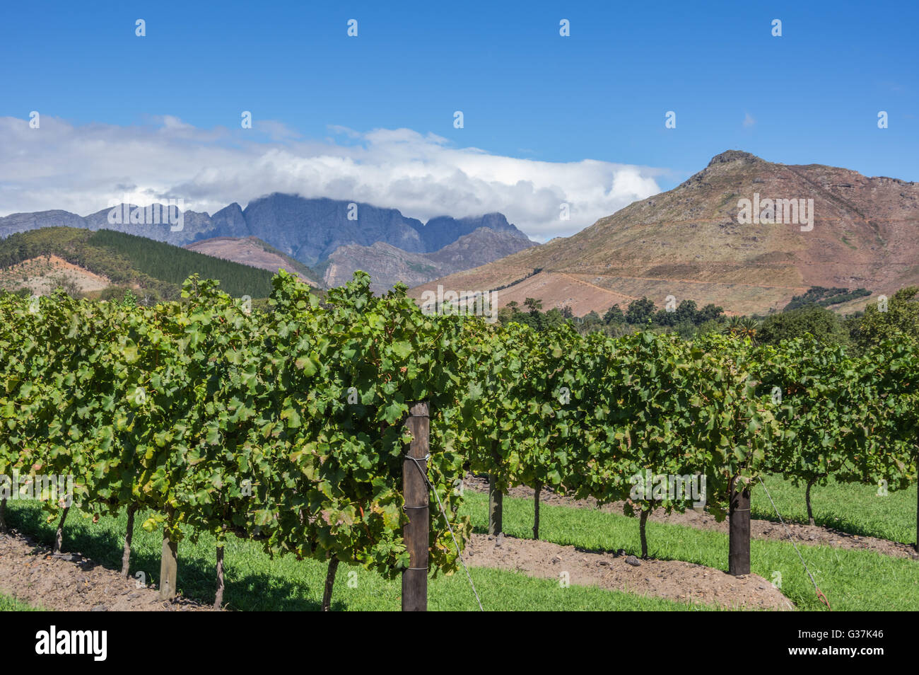 The Cape Winelands region is the premier wine producing area of South ...