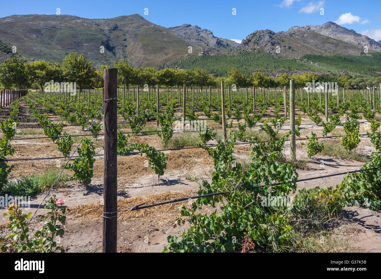 The Cape Winelands region is the premier wine producing area of South ...