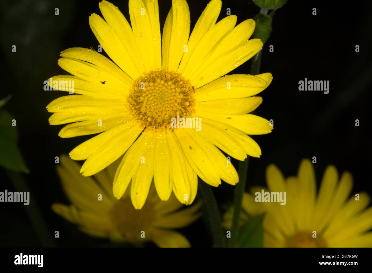 A macro image of the flower head of a wild Corn Daisy (Glebionis ...
