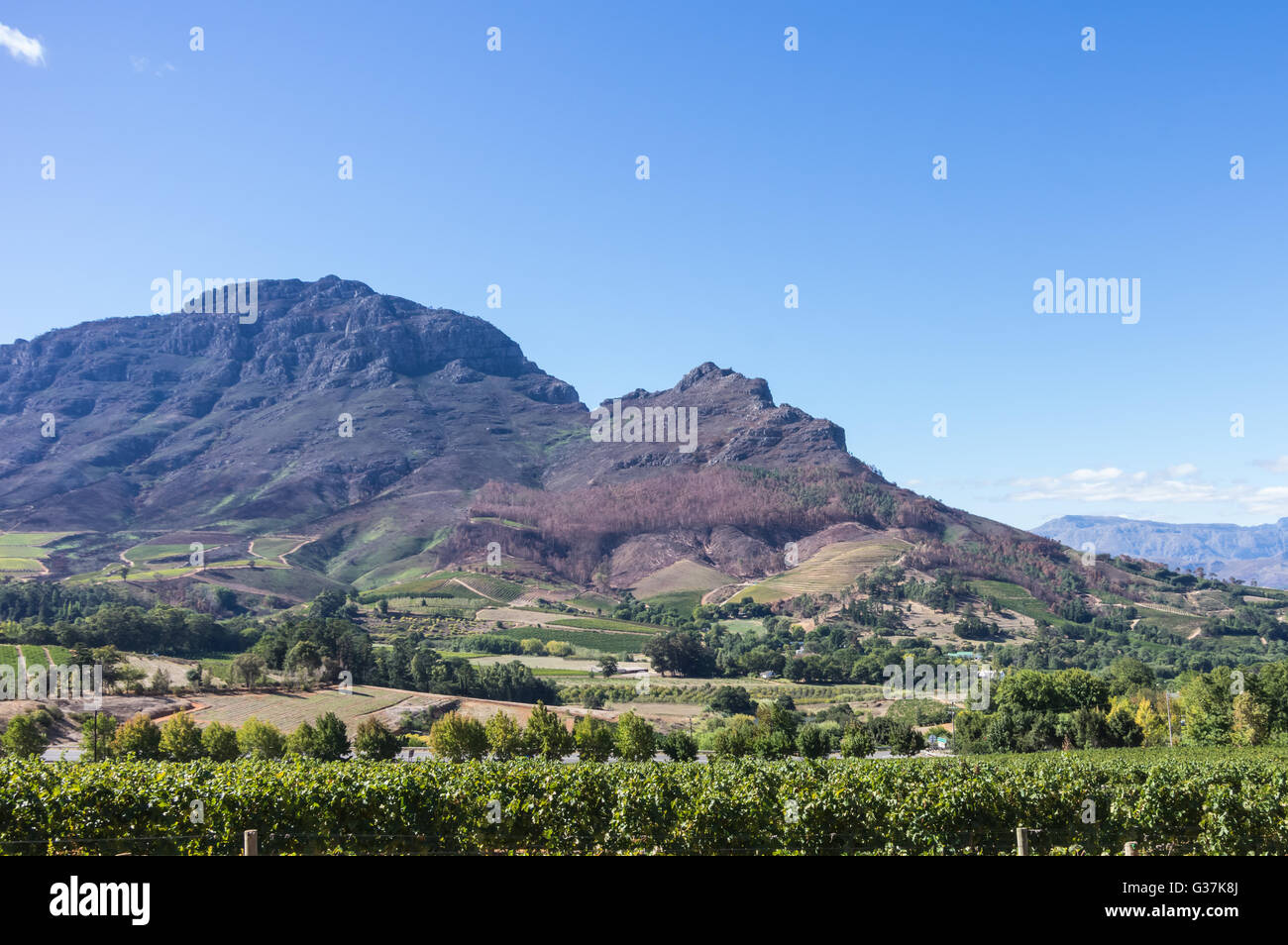 The Cape Winelands region is the premier wine producing area of South ...