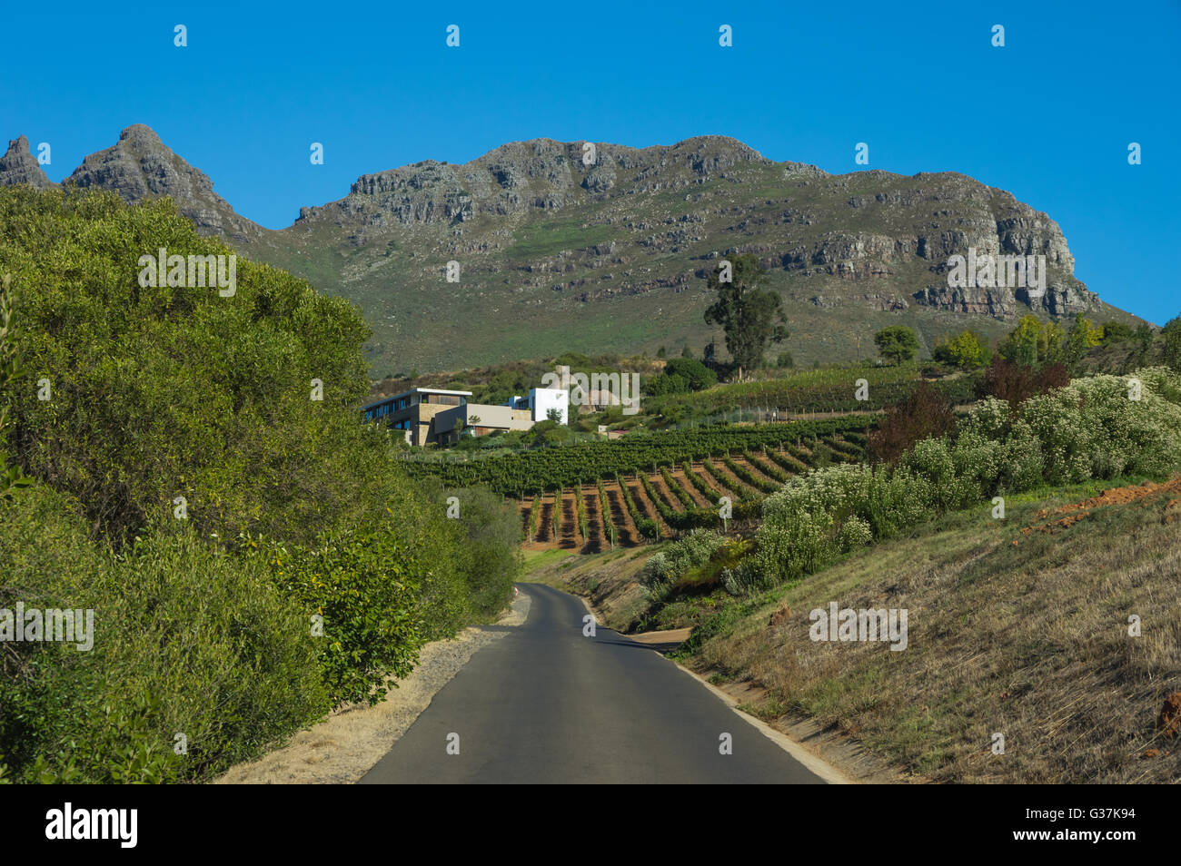 The Cape Winelands region is the premier wine producing area of South ...
