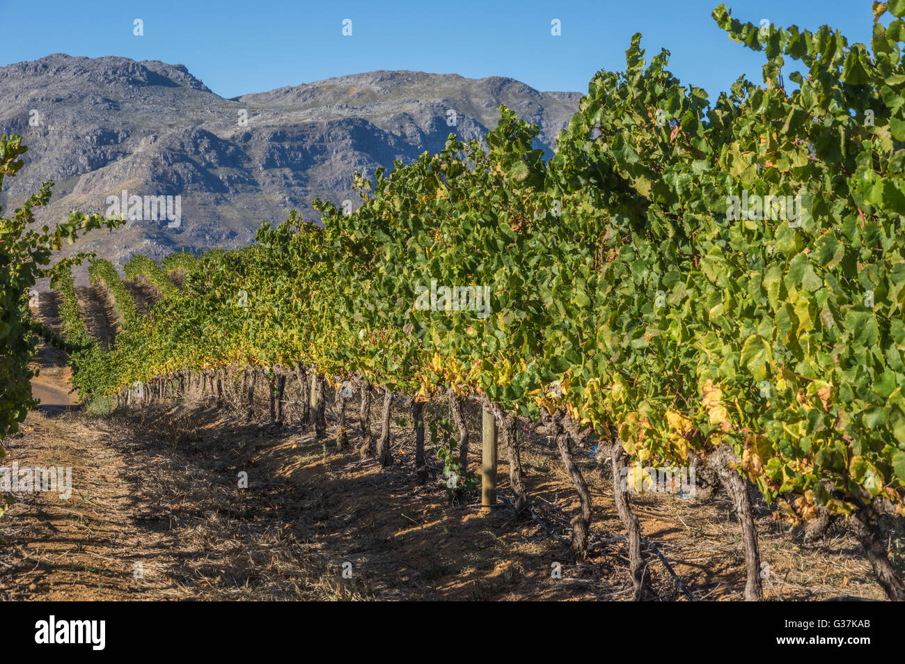 The Cape Winelands region is the premier wine producing area of South ...