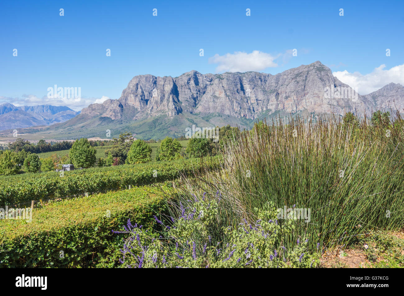 The Cape Winelands region is the premier wine producing area of South ...