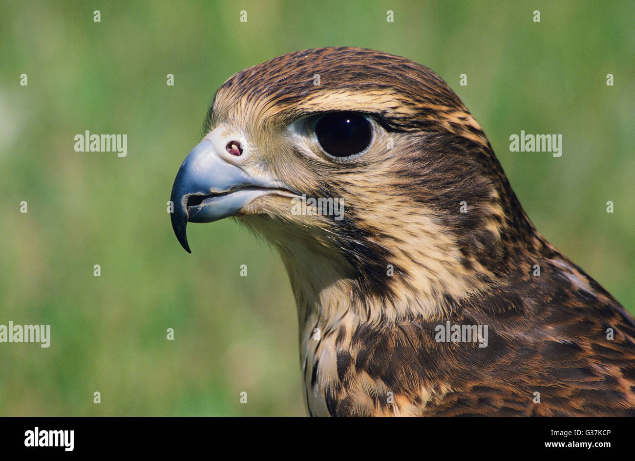 Prairie falcon falco mexicanus hi-res stock photography and images - Alamy