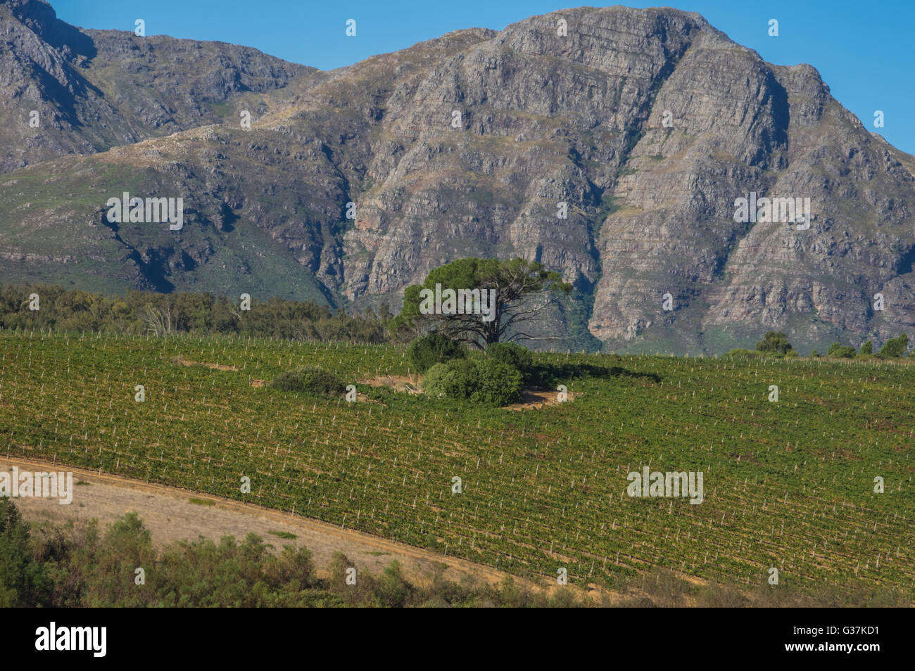The Cape Winelands region is the premier wine producing area of South ...