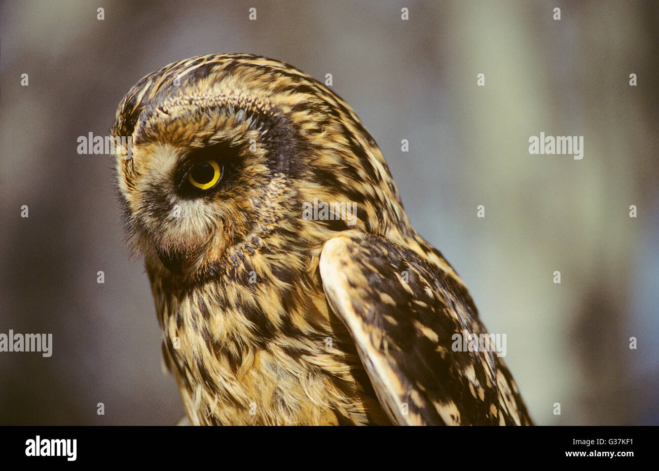 Portrait of a Short-Eared Owl Stock Photo - Alamy