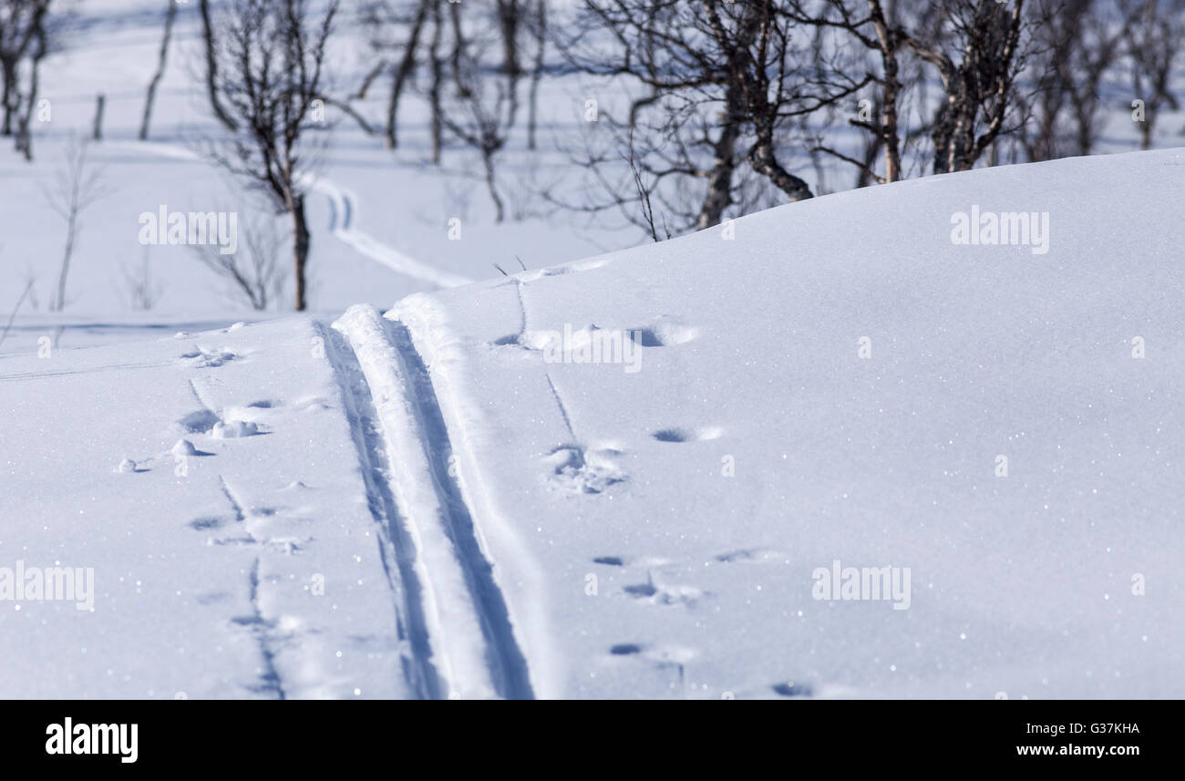 Cross country tracks on a mountainside. Newly fallen snow and sunshine ...