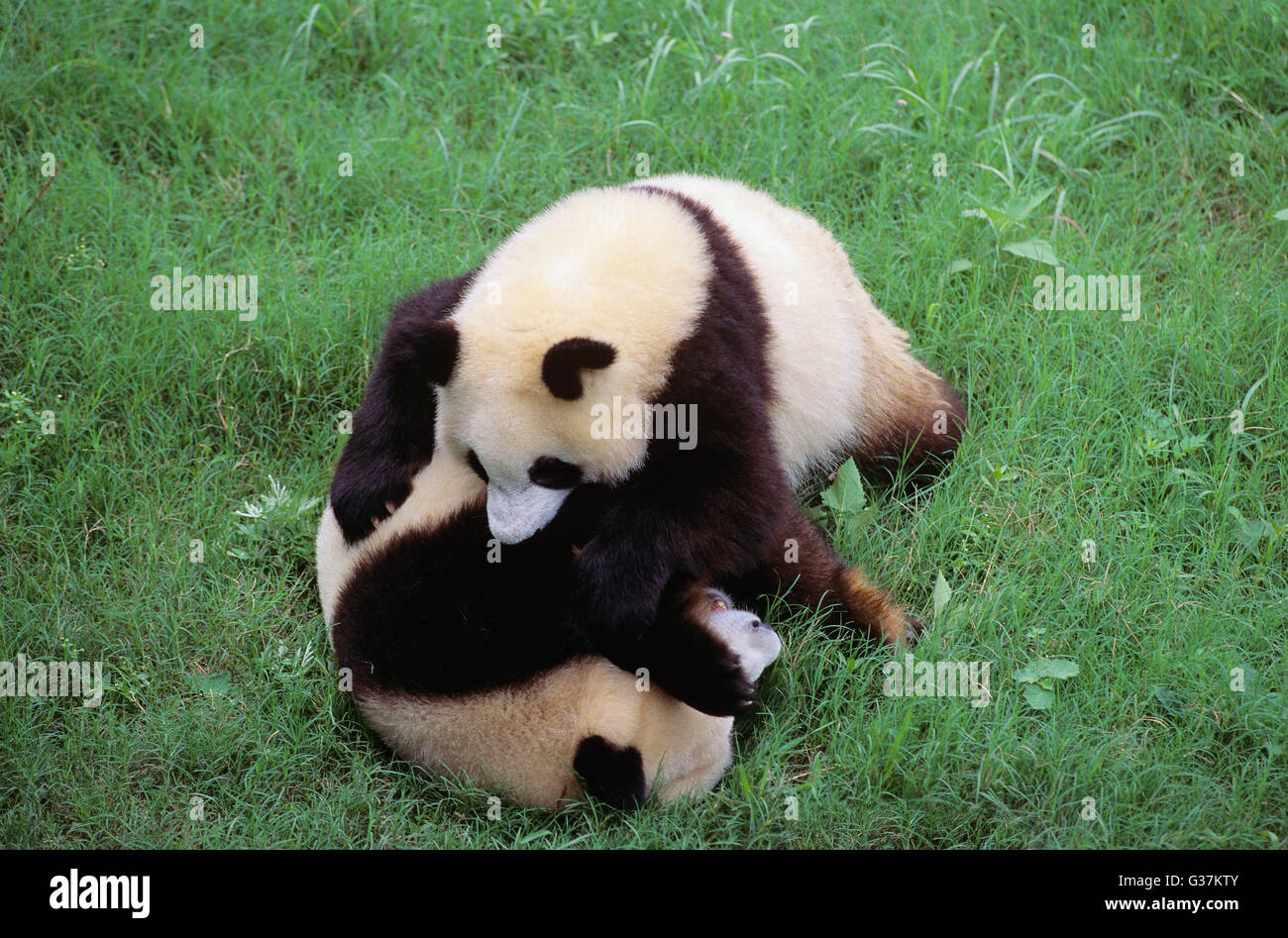 Giant Panda Bears Playing, Chengdu, Sichuan Province, China Stock Photo ...