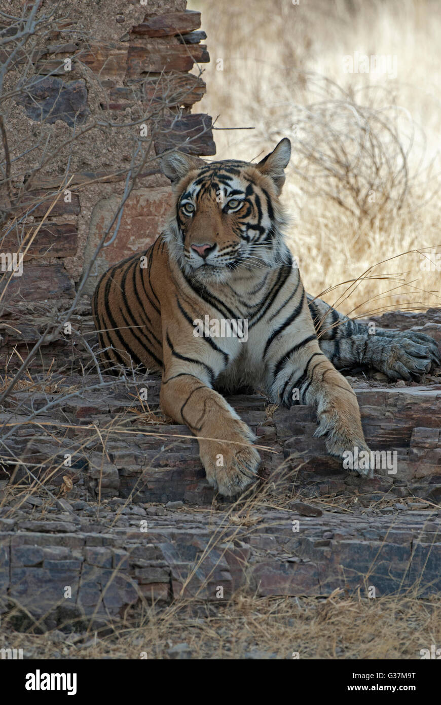 Tiger mammal carnivore ruins cub of machli ranthambore india hi-res ...