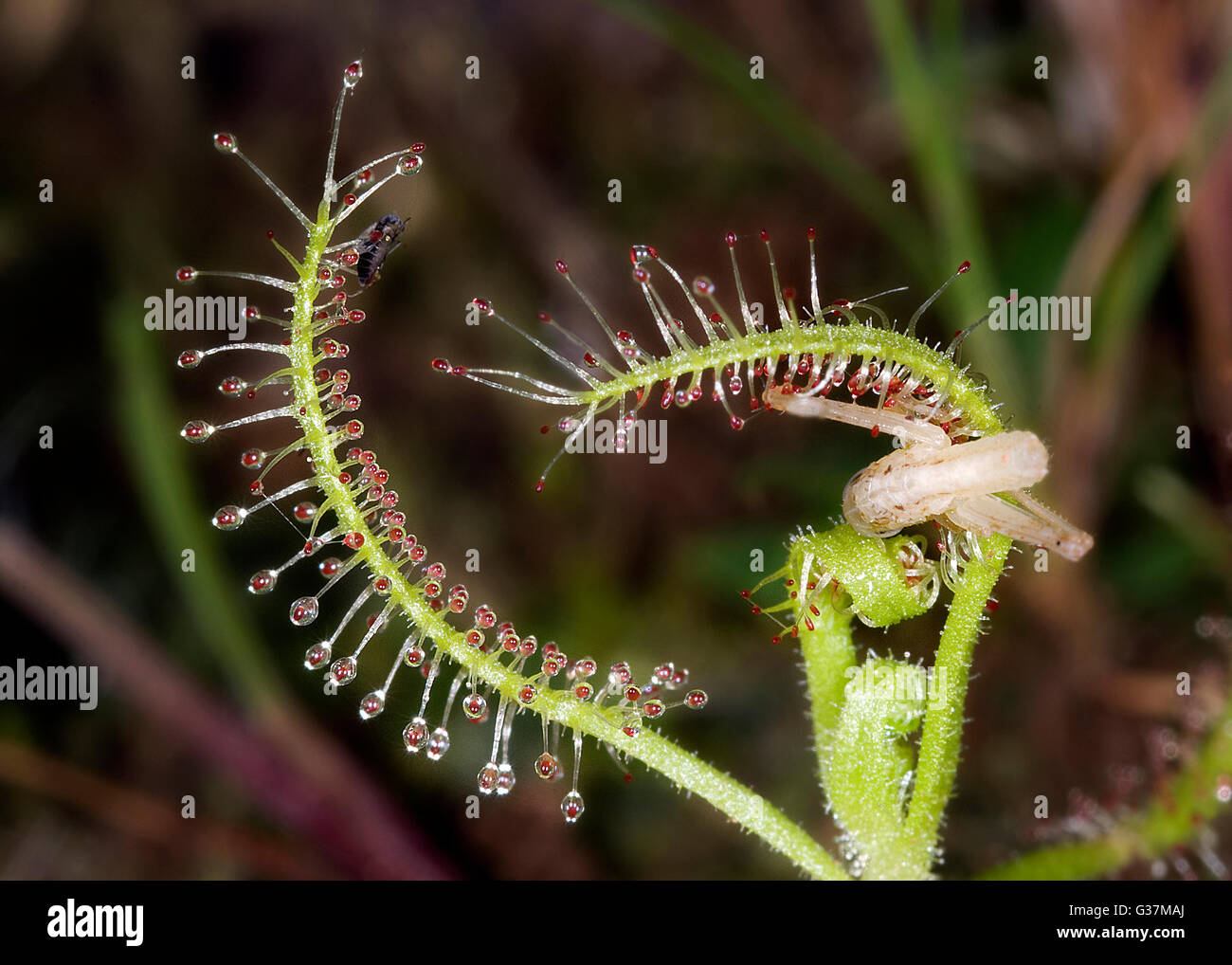 Plataue hi-res stock photography and images - Alamy