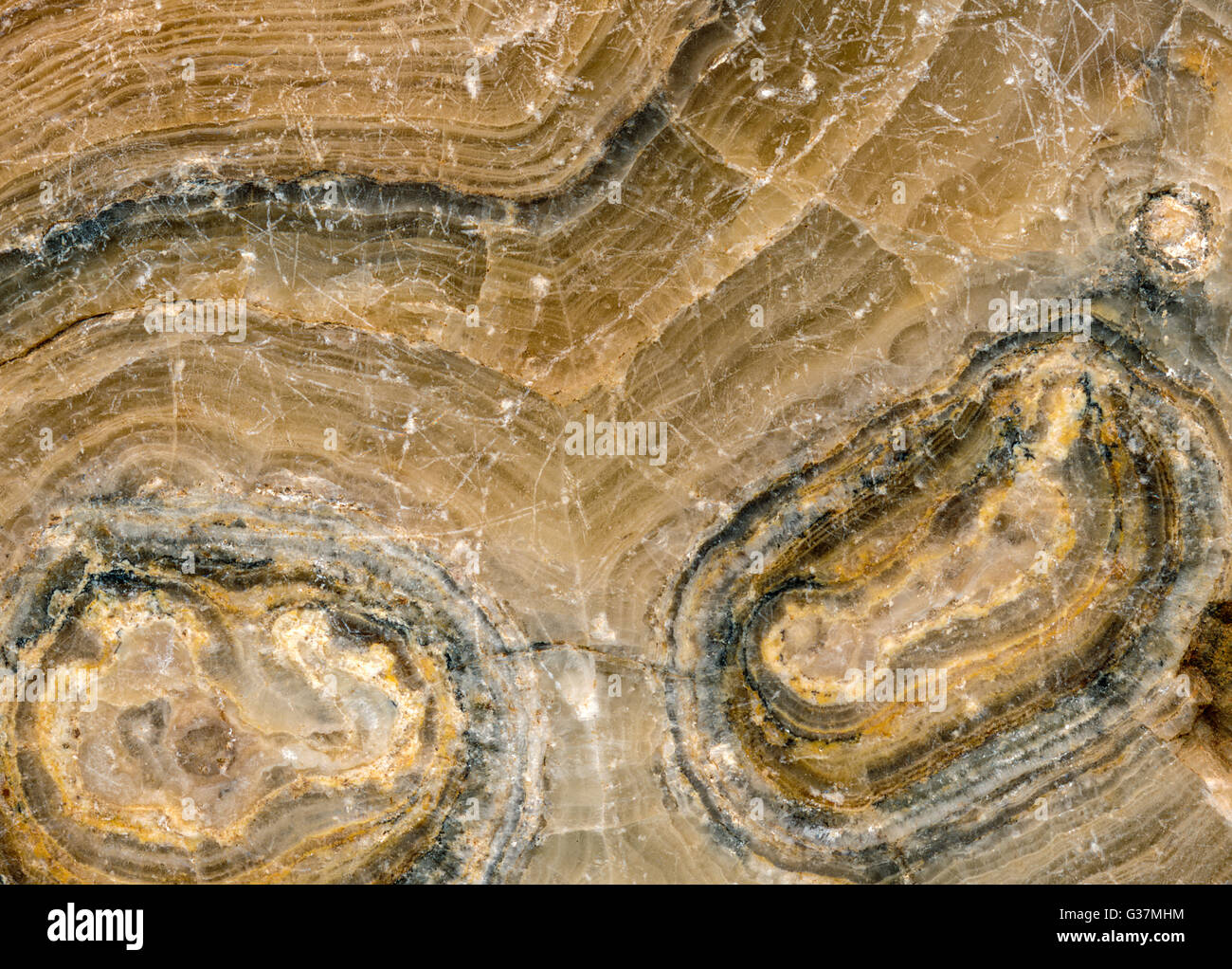 Silicified wood hi-res stock photography and images - Alamy