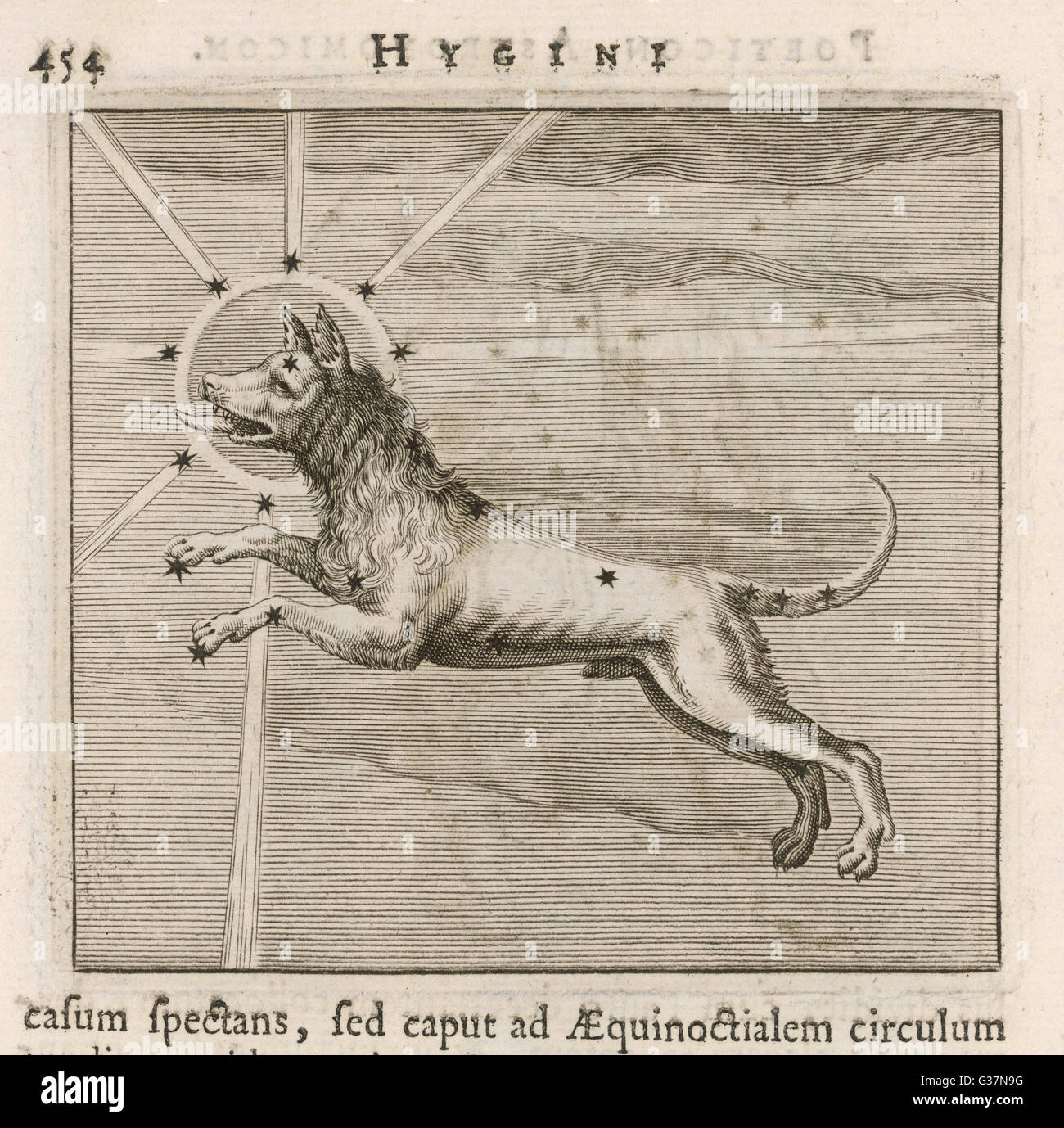 Canis major hi-res stock photography and images - Alamy