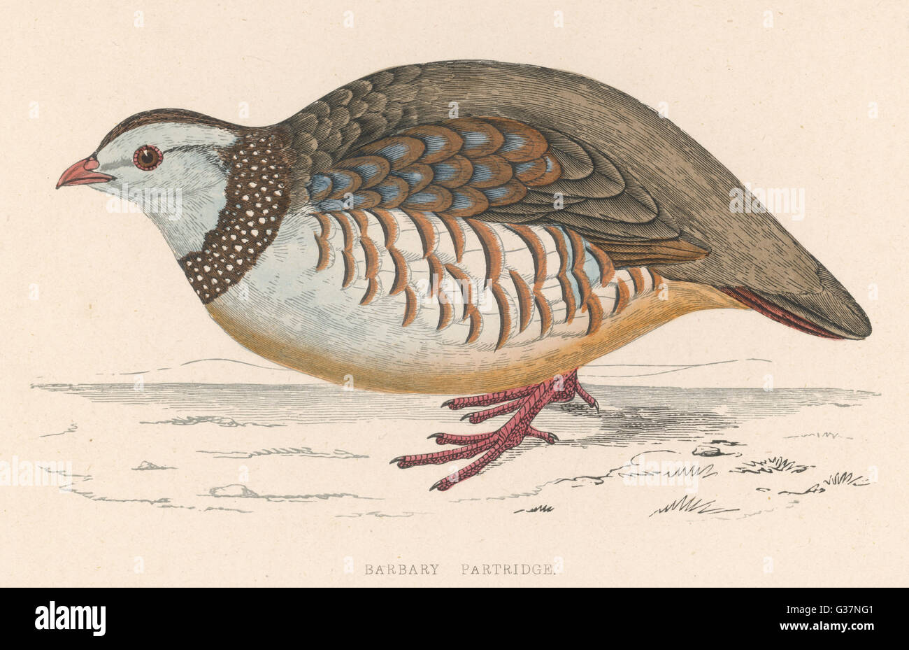 Barbary partridges hi-res stock photography and images - Alamy