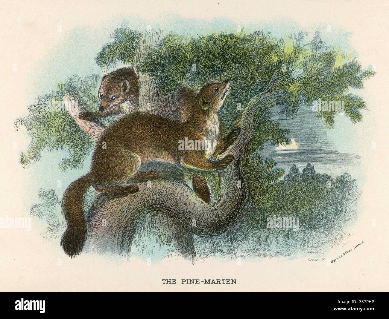 PINE MARTEN IN TREE Stock Photo - Alamy