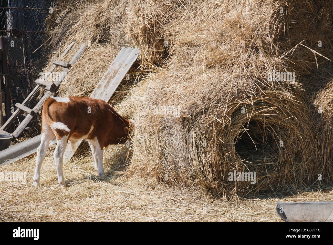 calf eating hay buried his head in the haystack Stock Photo - Alamy