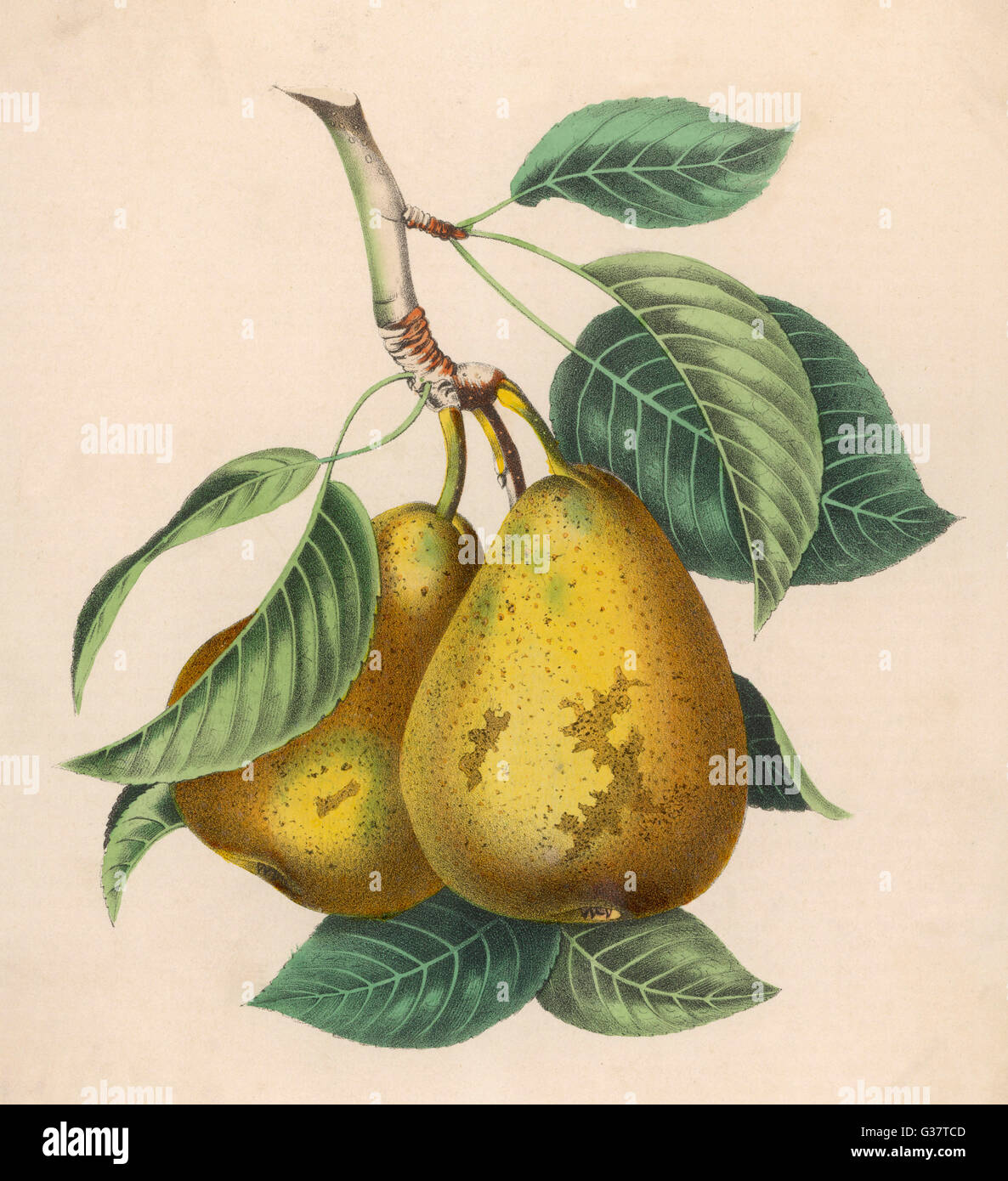 FRUIT/PAIR OF PEARS Stock Photo - Alamy