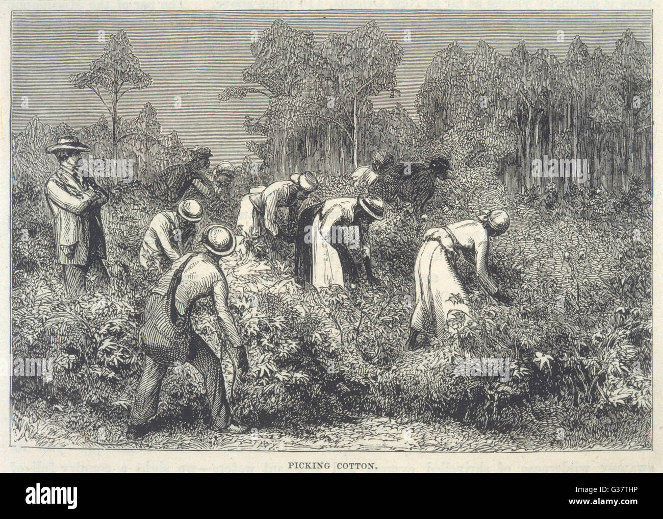 Slaves Picking Cotton