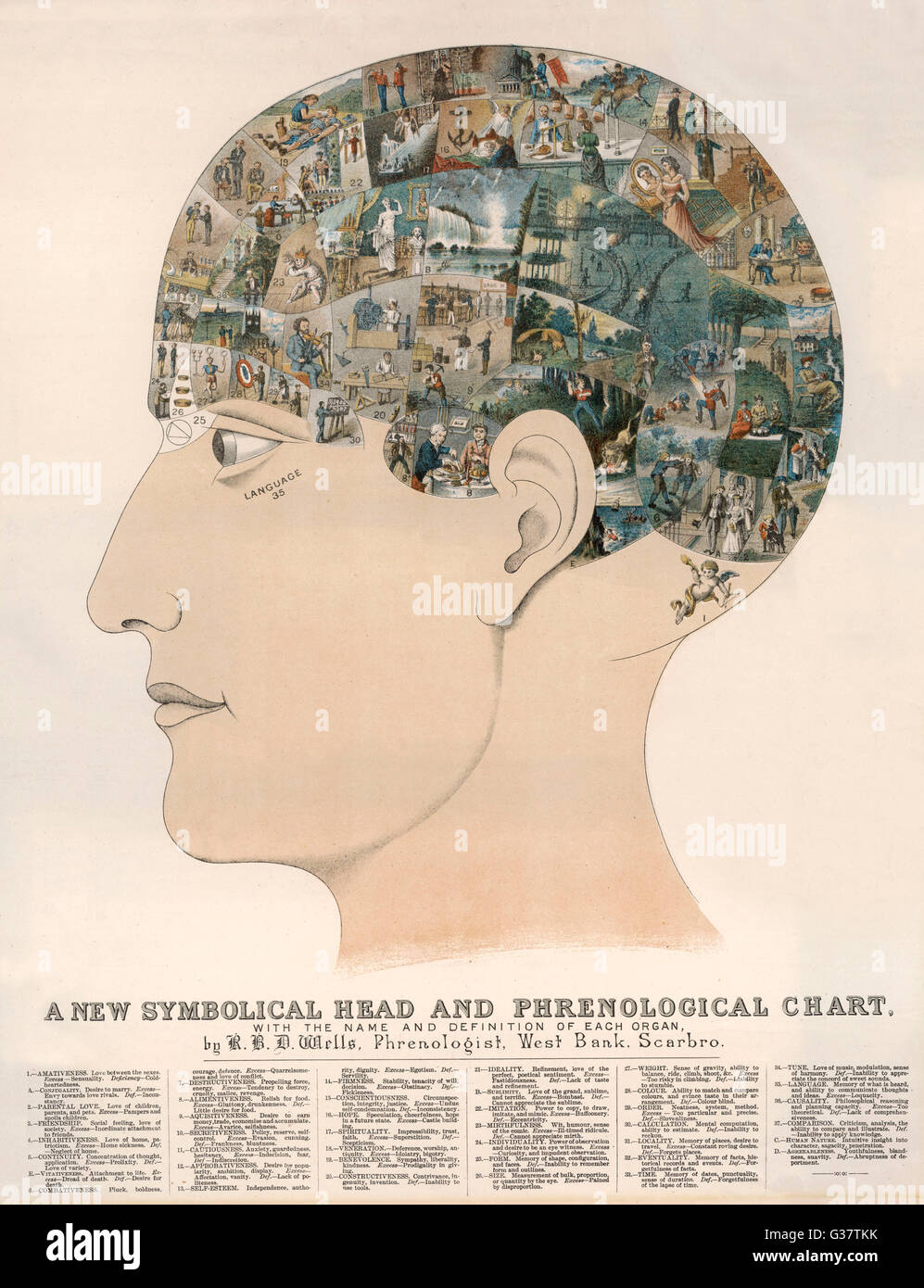 A PHRENOLOGICAL HEAD Symbolic representation showing 37 areas such as ...