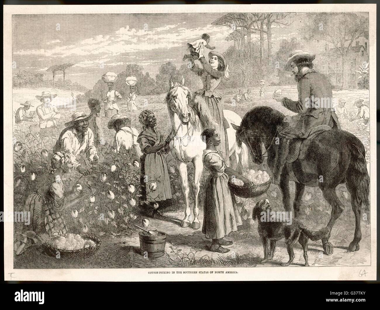 Slaves picking cotton hi-res stock photography and images - Alamy