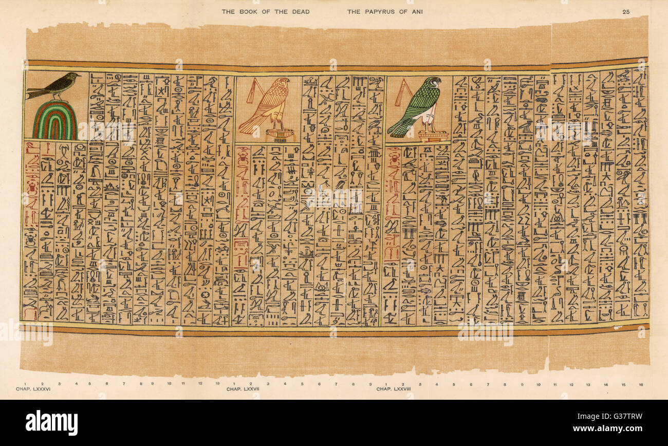 The golden hawk hi-res stock photography and images - Alamy