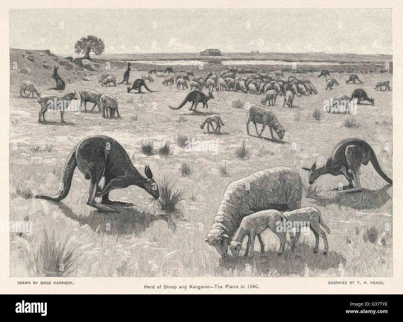Plains Kangaroo High Resolution Stock Photography and Images - Alamy