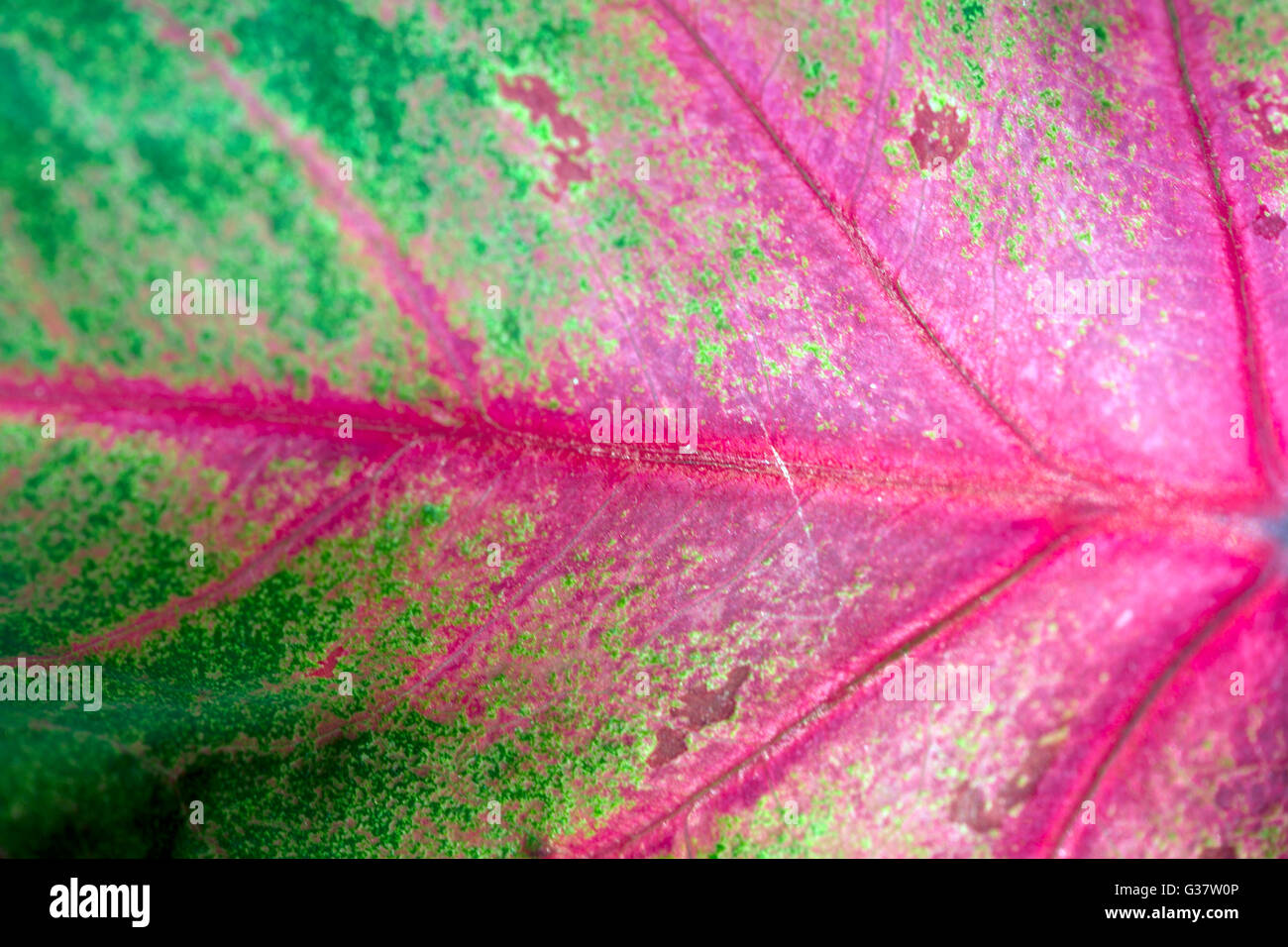 Red and green leaf details hi-res stock photography and images - Alamy