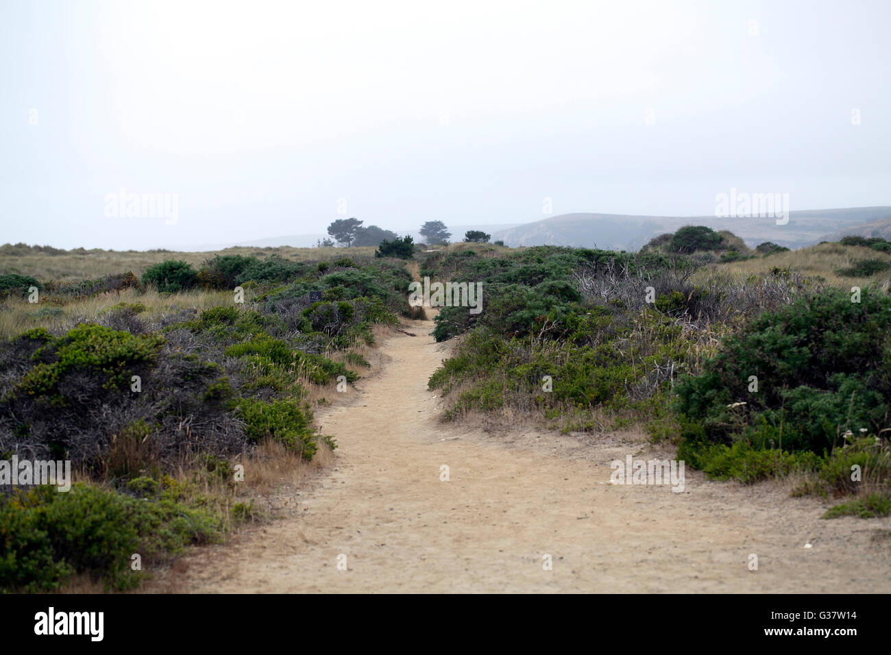 sandy trail leading through green bushes towards the beach Stock Photo ...