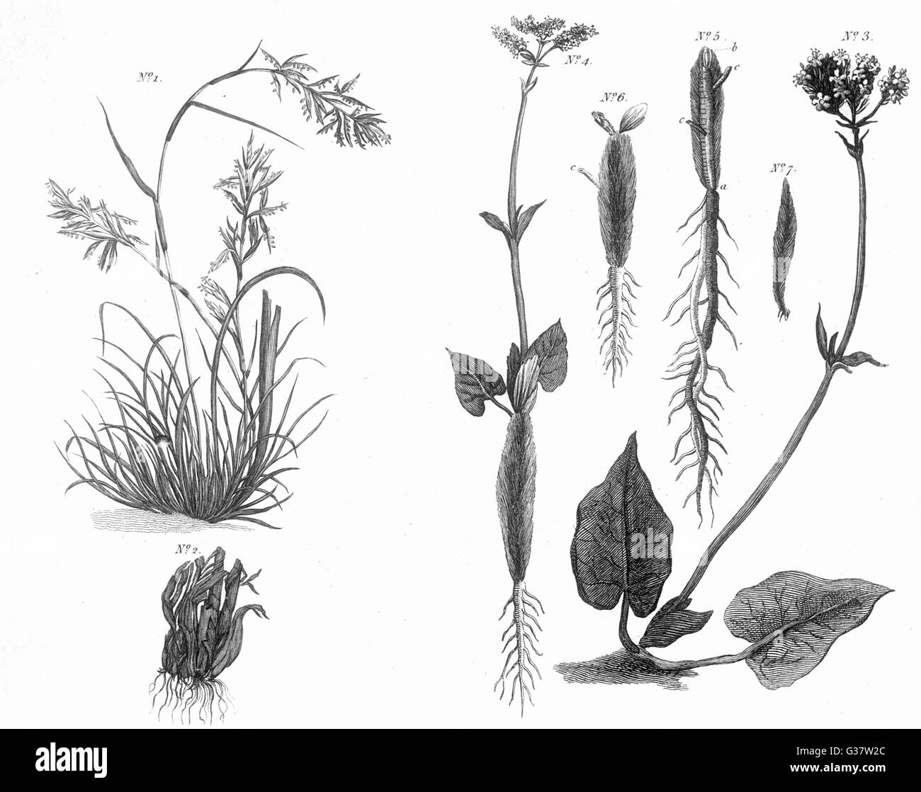 Spikenard Black and White Stock Photos & Images - Alamy