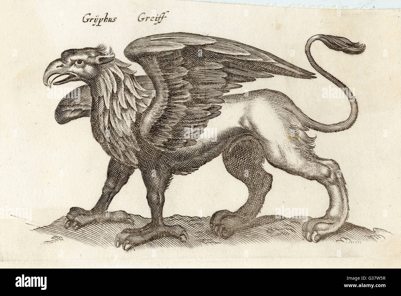 Mythological Bird High Resolution Stock Photography and Images - Alamy