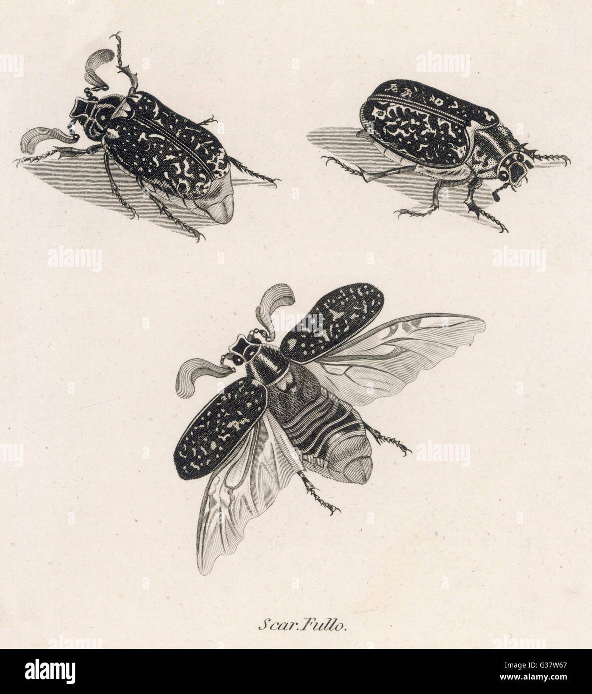 Beetles beetles hi-res stock photography and images - Alamy