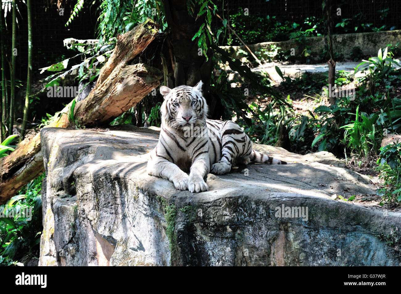 Tiger looking up hi-res stock photography and images - Alamy