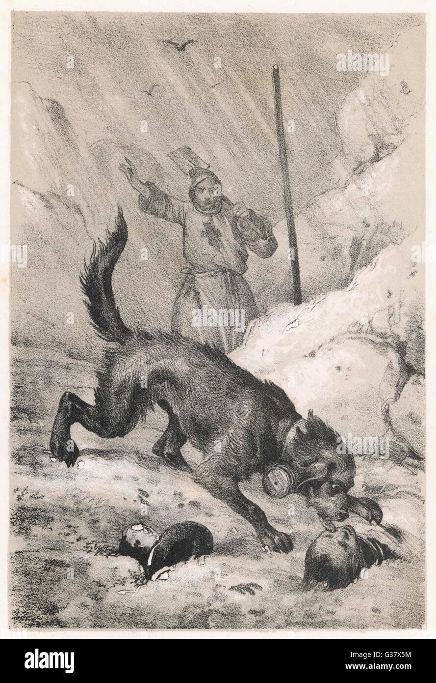 ST BERNARD RESCUING Stock Photo - Alamy