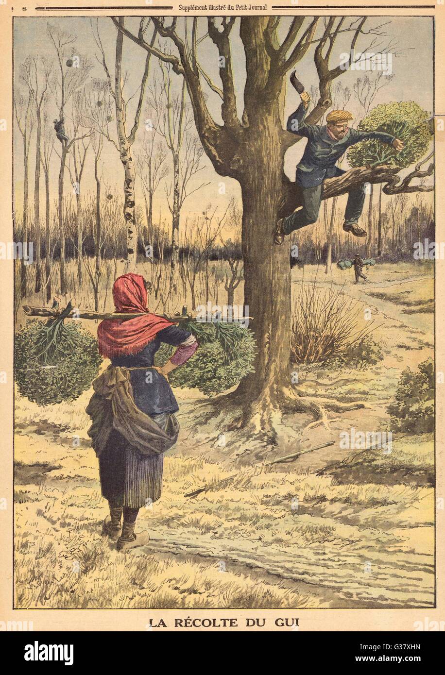 Gathering mistletoe, France Stock Photo - Alamy