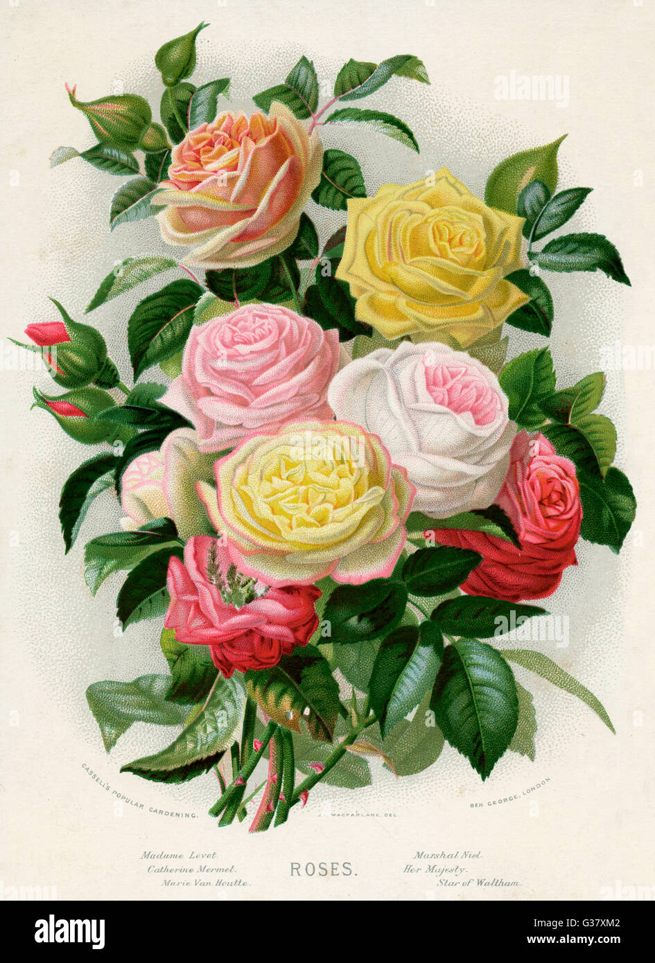 Bunch of mixed roses Stock Photo - Alamy