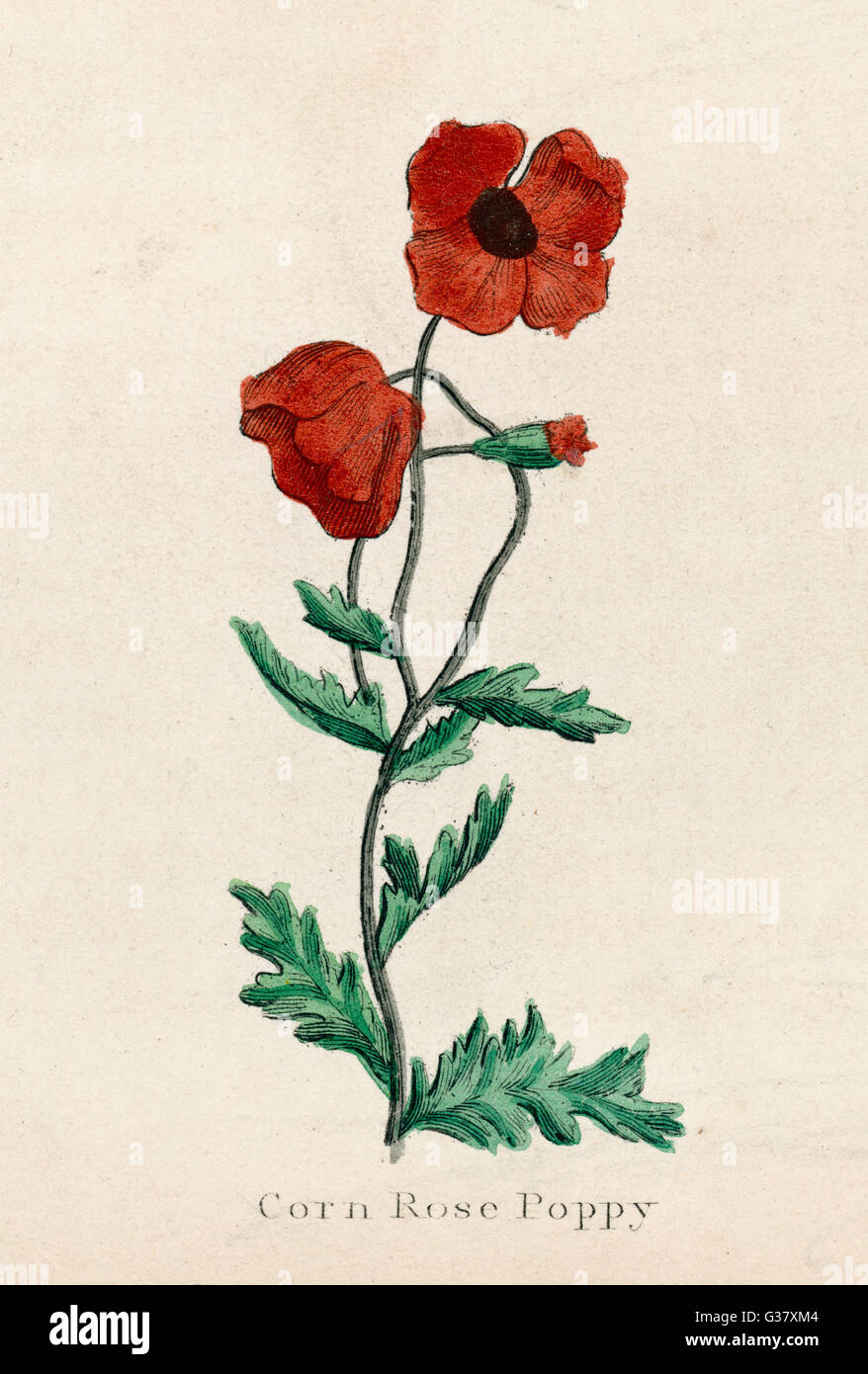 Papaver Rhoeas Historical High Resolution Stock Photography and Images ...
