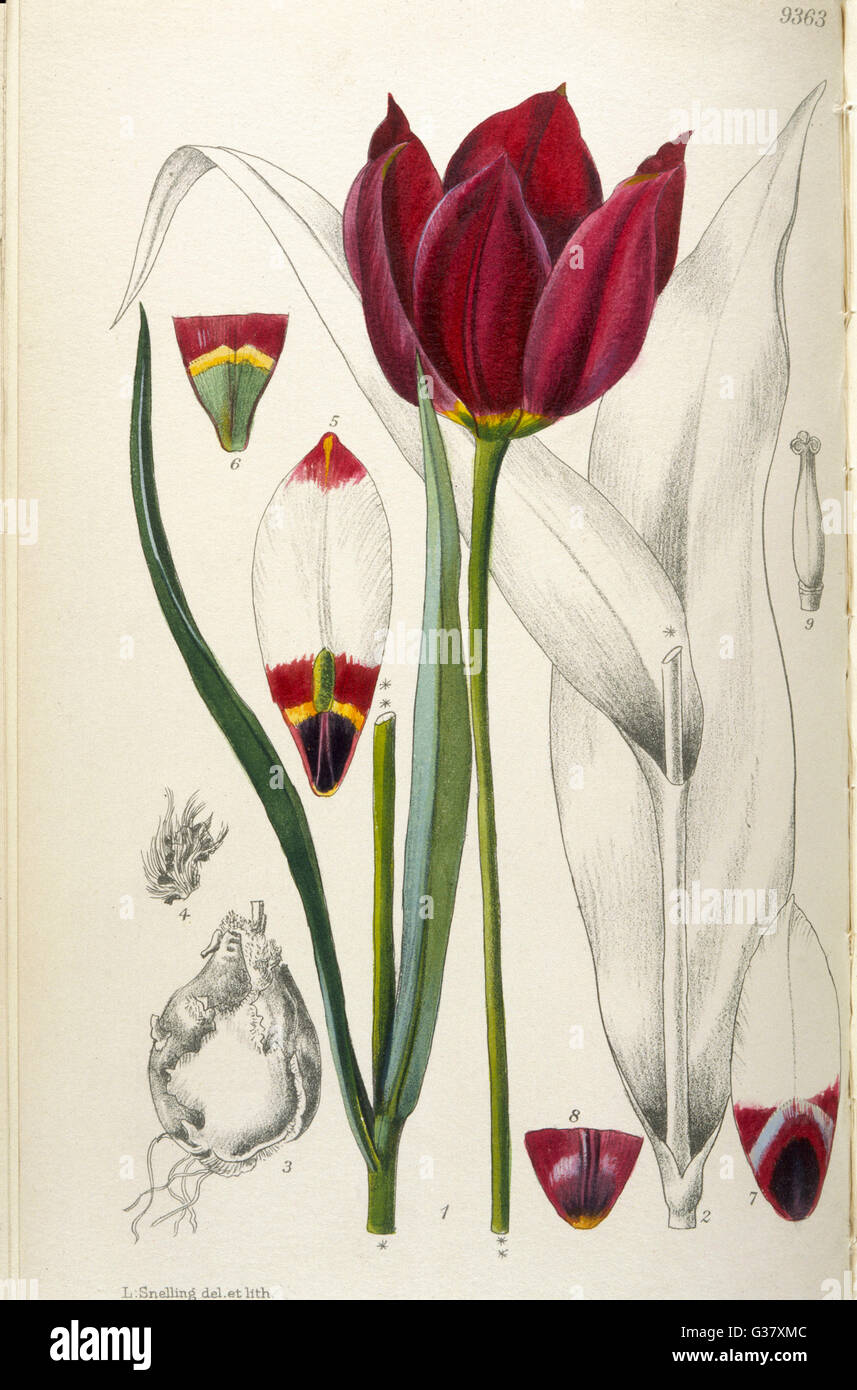 Tulipa Cypria, red tulip Stock Photo - Alamy