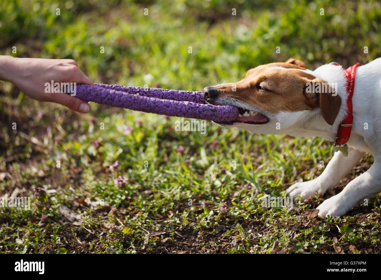 Owner playing with little Jack Russell puppy biting toy with teeth ...